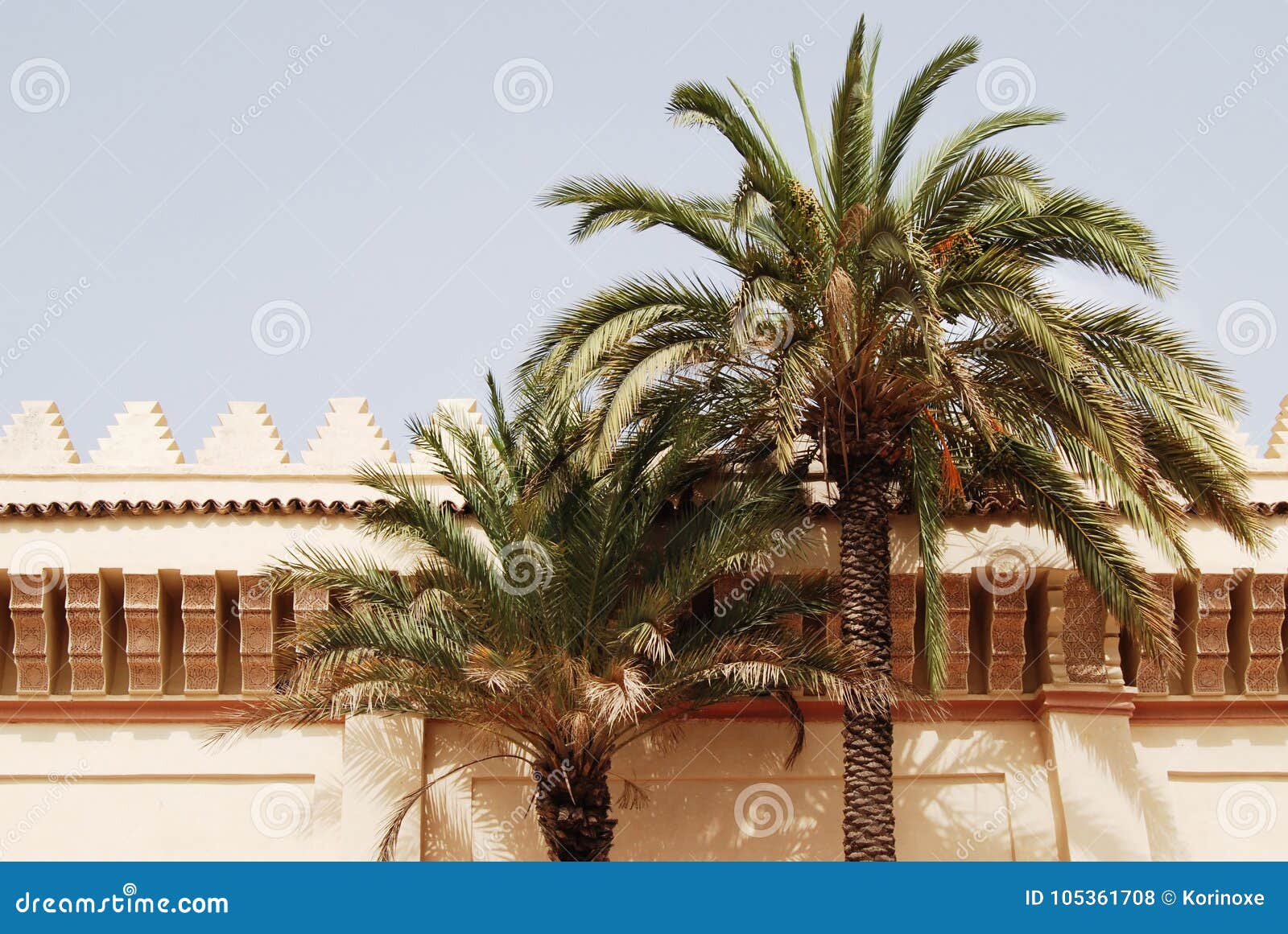 Moroccan Palm Grove Stock Photography | CartoonDealer.com #1844030