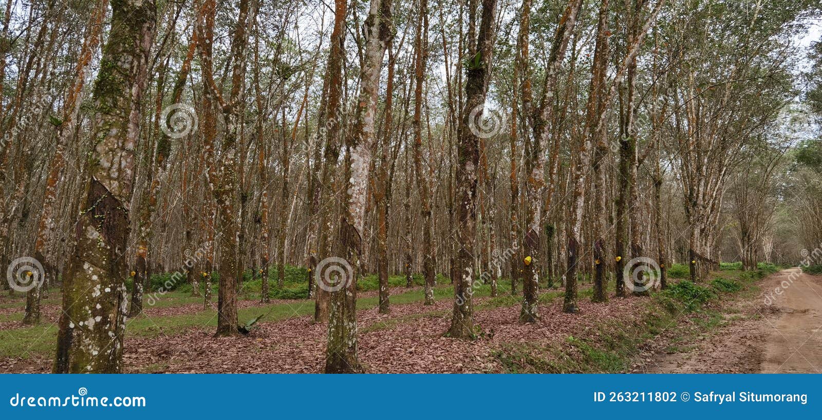 Classic plantation view stock photo. Image of plantation - 263211802