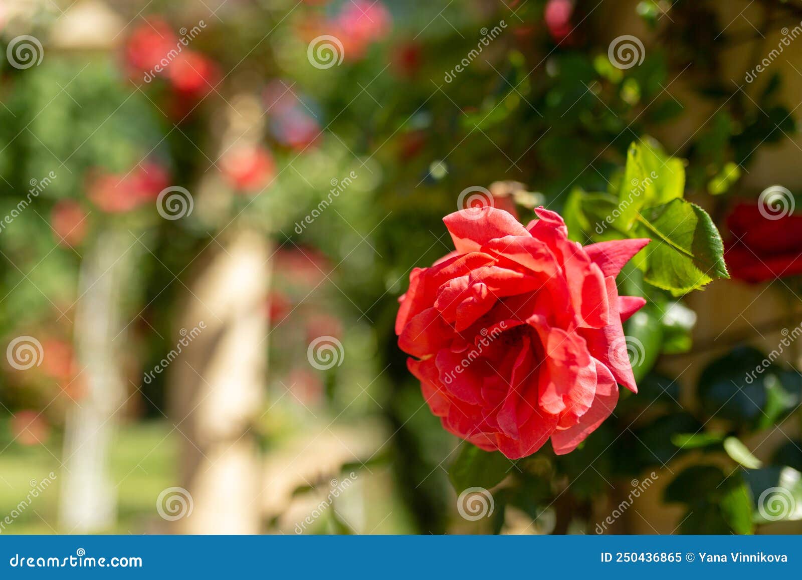 Classic Red Rose in Full Bloom Stock Image - Image of roses, greeting ...