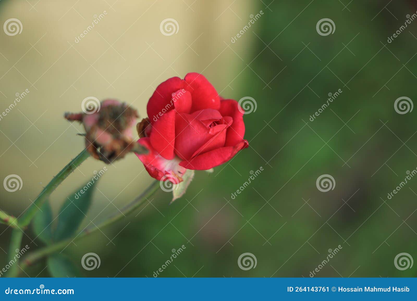 Classic Red Rose in Full Bloom Stock Image - Image of garden, botany ...