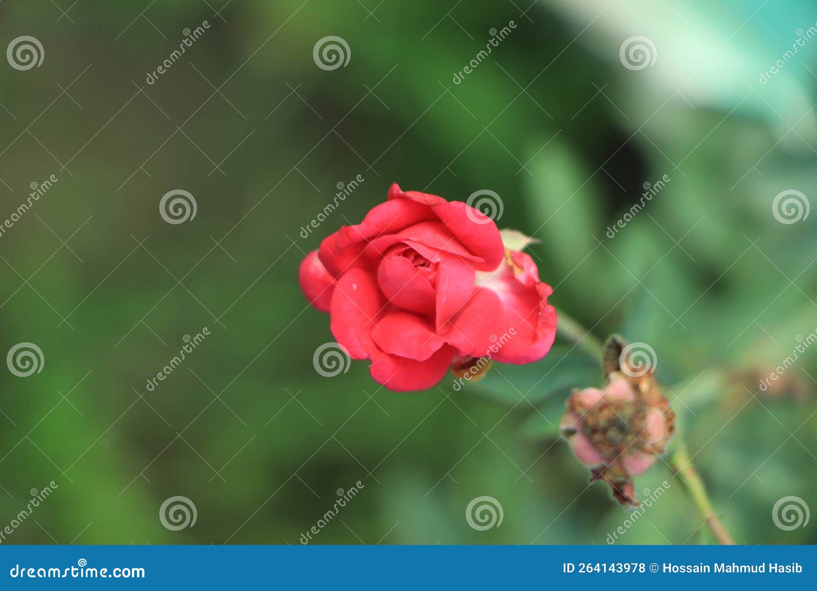 Classic Red Rose in Full Bloom Stock Photo - Image of elegant, deep ...