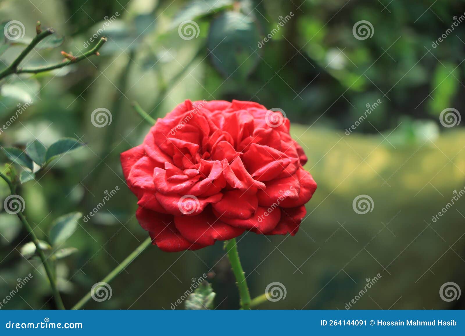 Classic Red Rose in Full Bloom Stock Image - Image of bloom, bush ...