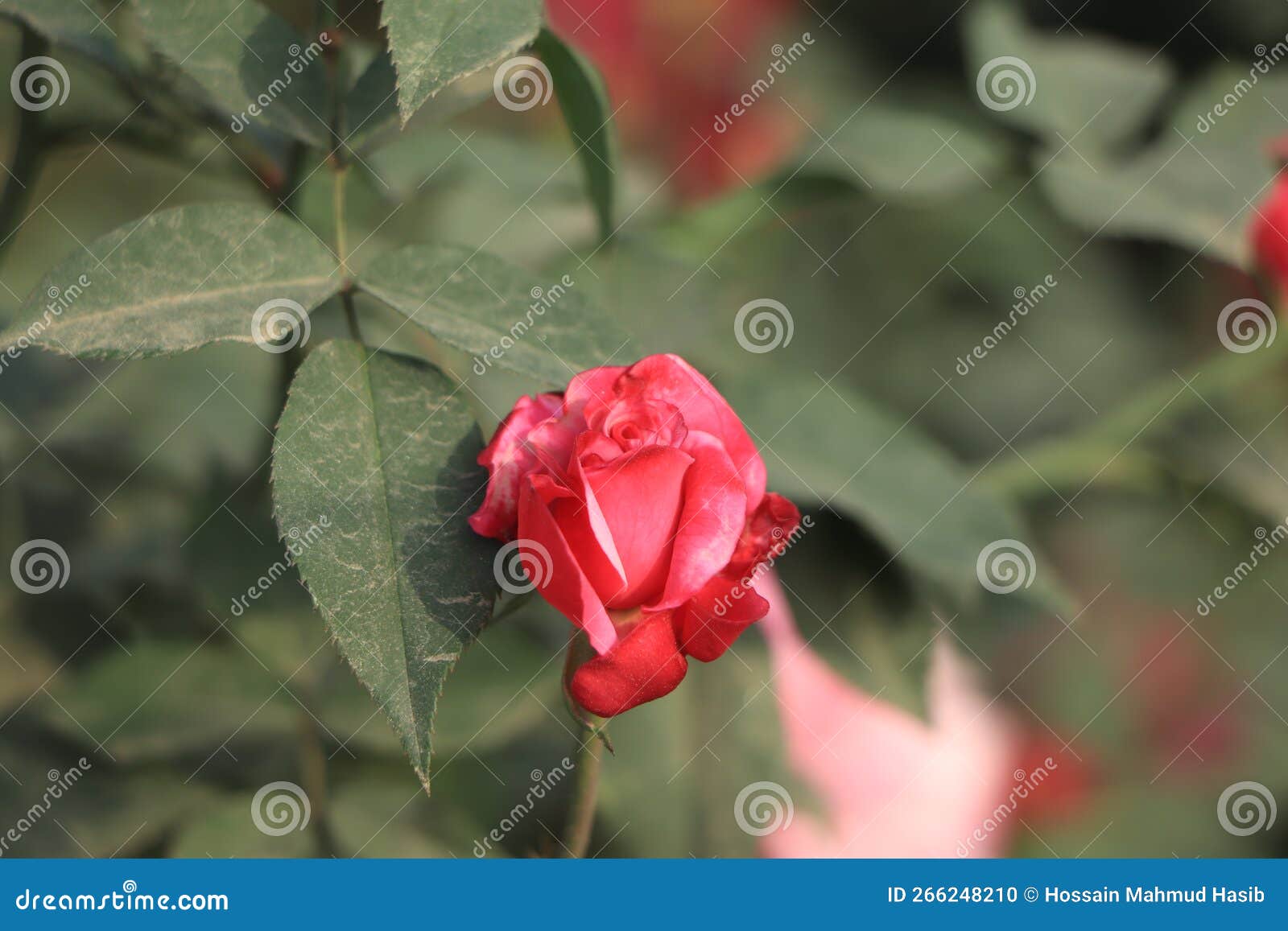 Classic Red Rose in Full Bloom Stock Photo - Image of harmony, flora ...
