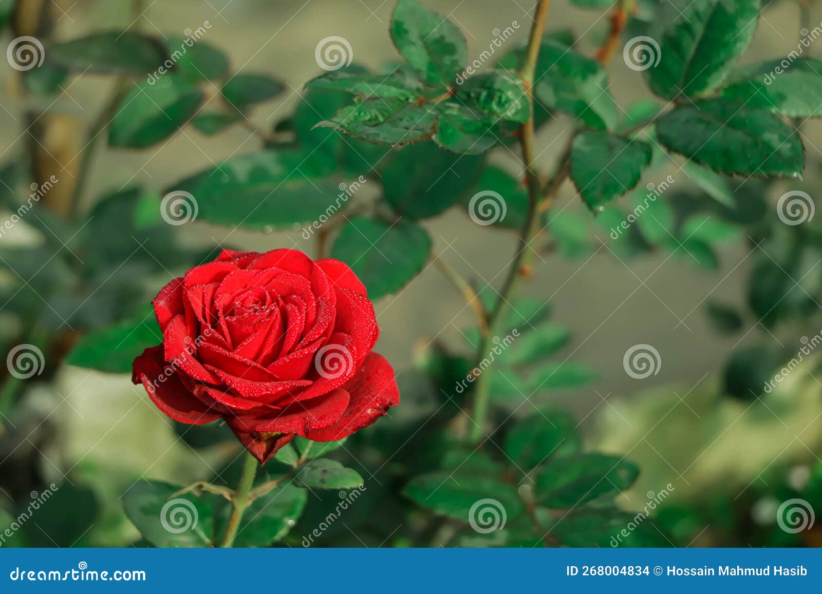 Classic Red Rose in Full Bloom Stock Photo - Image of elegant, flower ...
