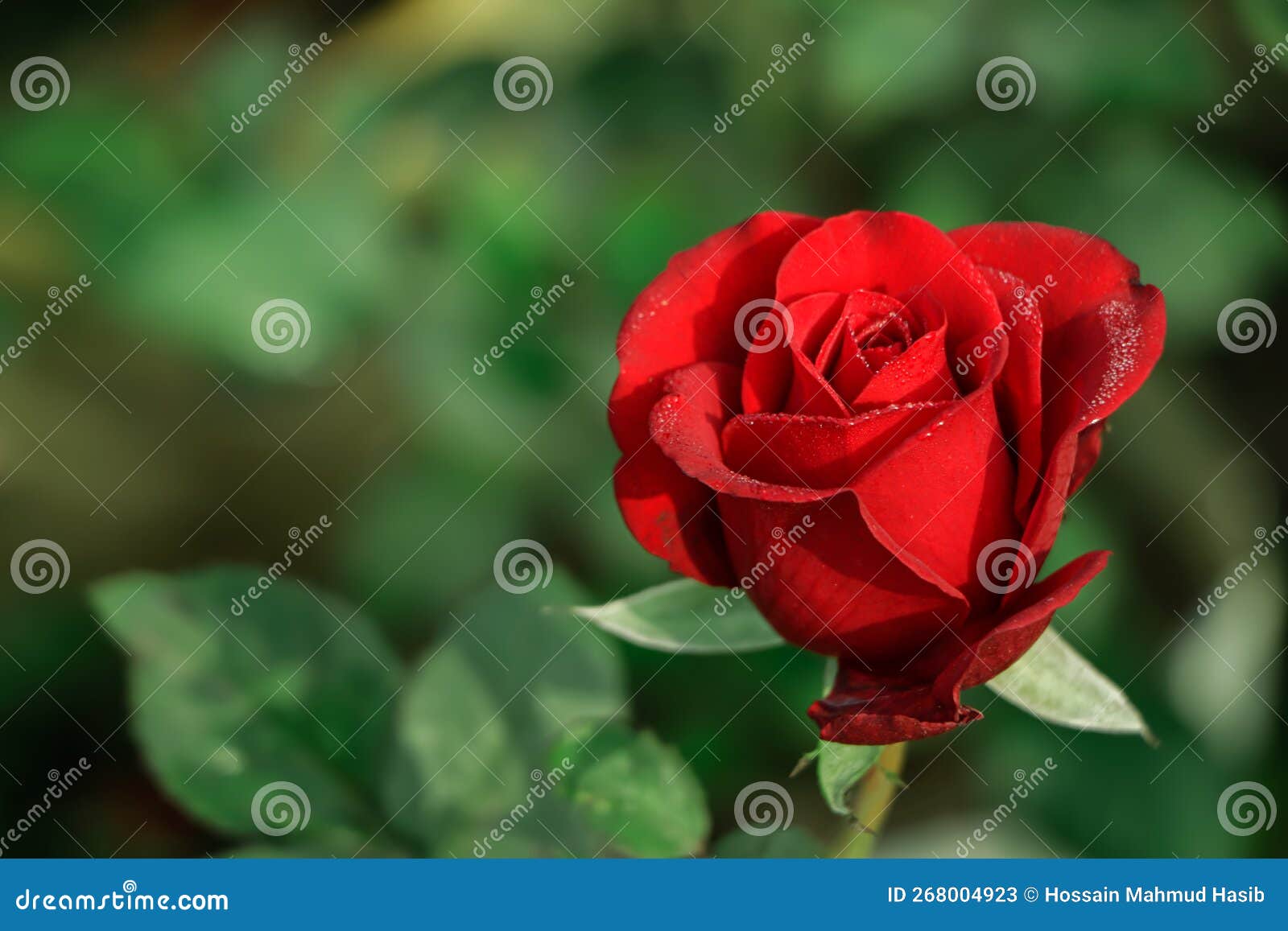 Classic Red Rose in Full Bloom Close Up Stock Image - Image of field ...