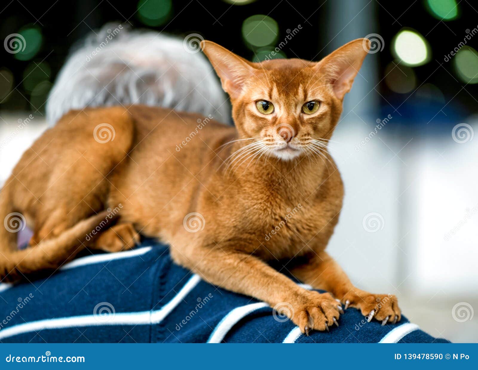 Classic Ruddy Abyssinian Cat on Owner Shoulders Stock Photo - Image of ...