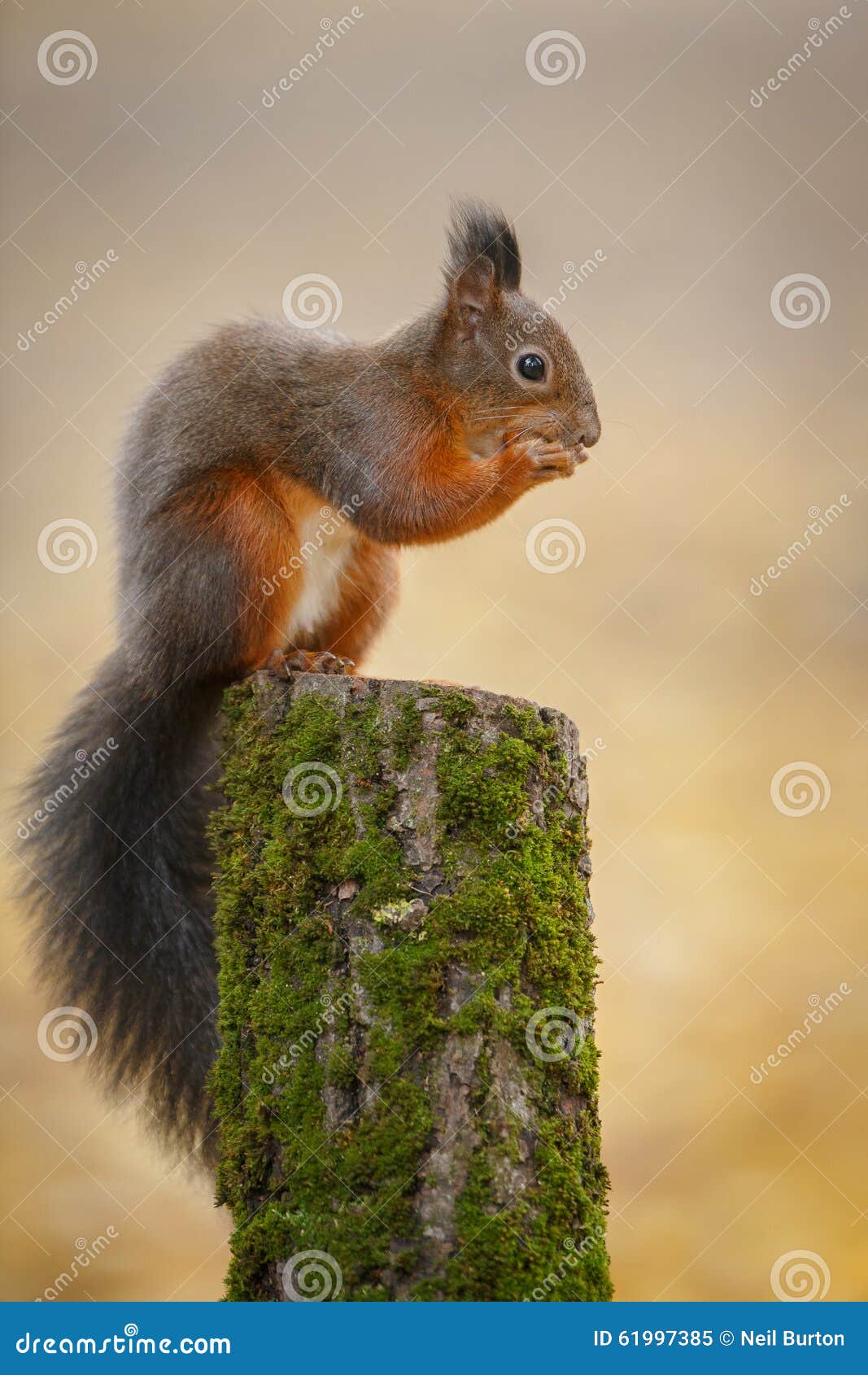 Classic squirrel stock image. Image of leaves, orange - 61997385