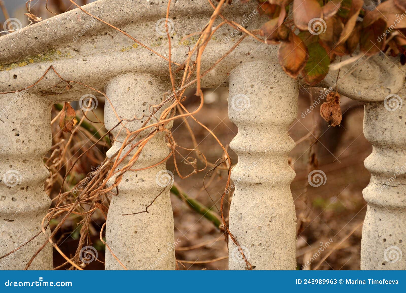 Classic Stone Balustrade with Column in the Backyard. Dry Branches ...