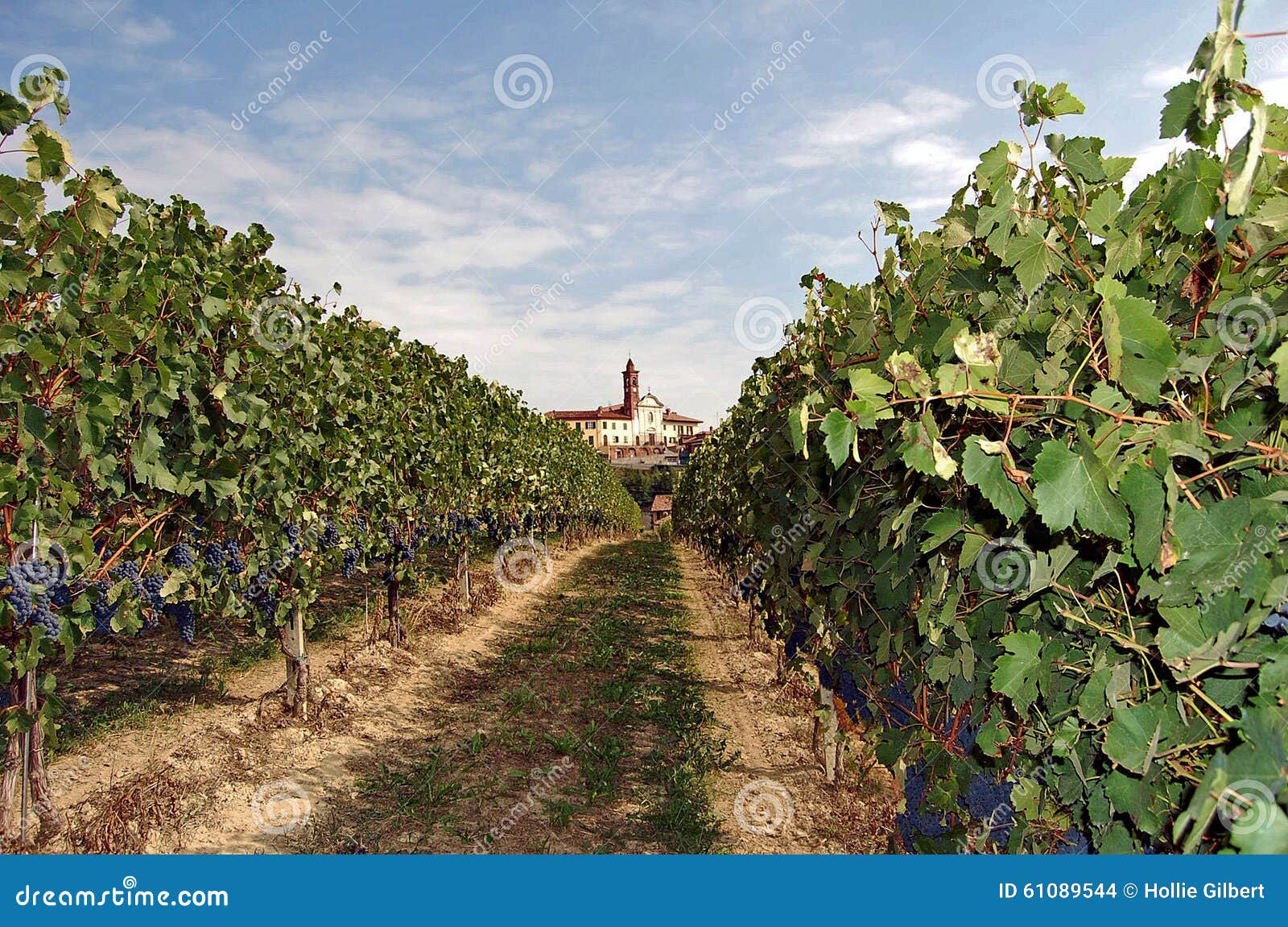 Classic Vineyard editorial stock image. Image of grow - 61089544