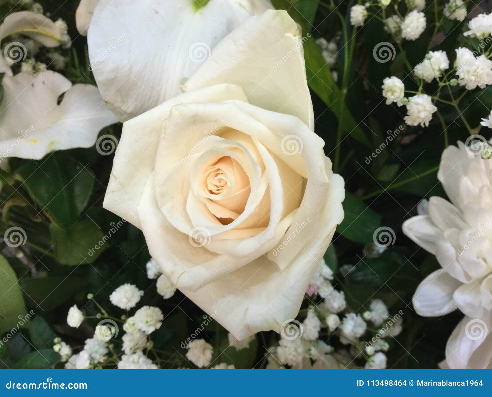 The rose stock photo. Image of interior, white, rose - 113498464
