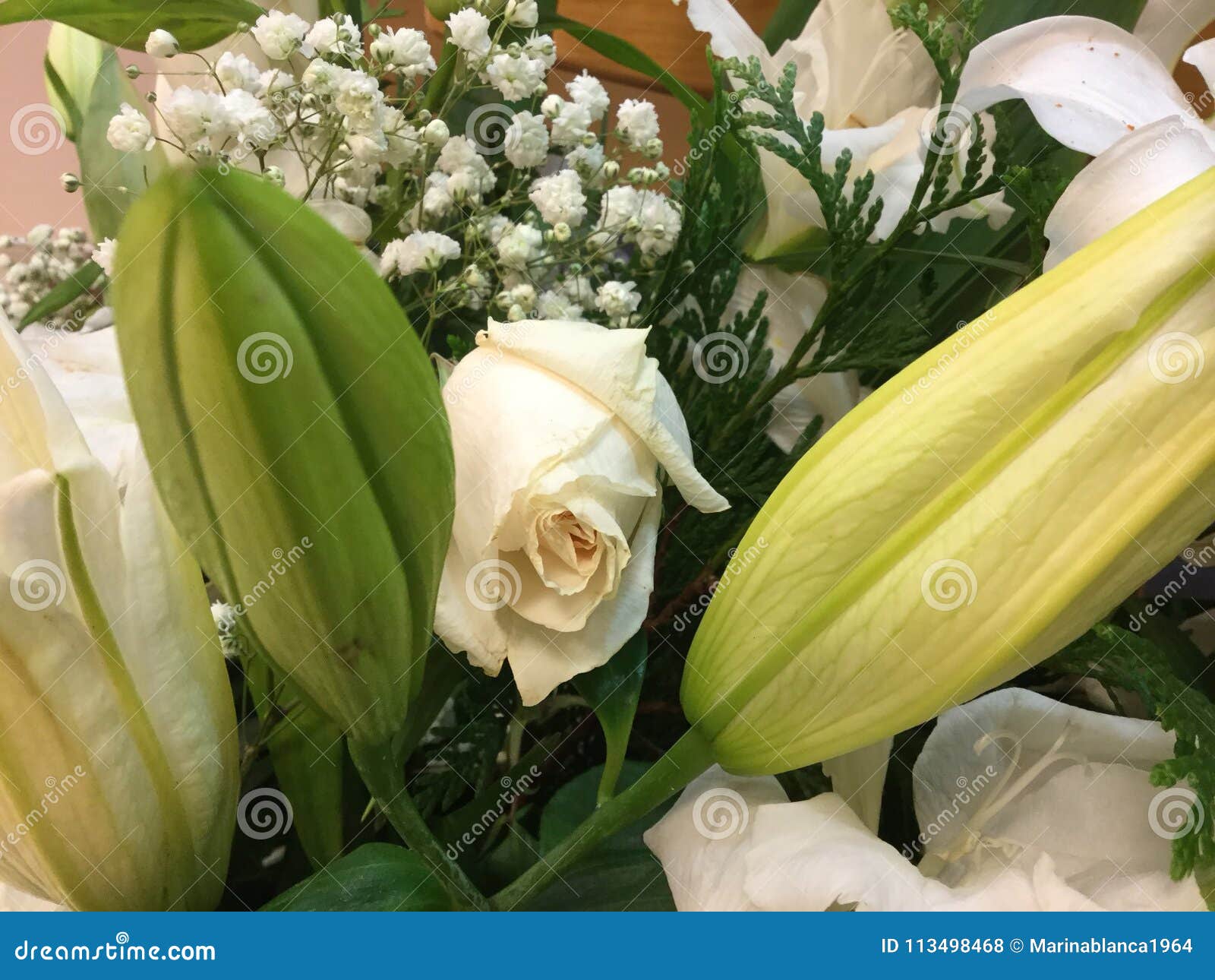 The rose stock photo. Image of hall, rose, white, classic - 113498468