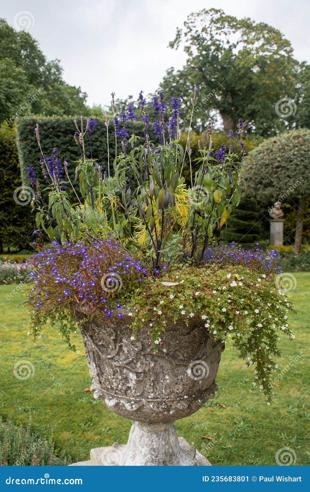 Classical Greek Style Pot Containing Purple Flowers Stock Image - Image ...