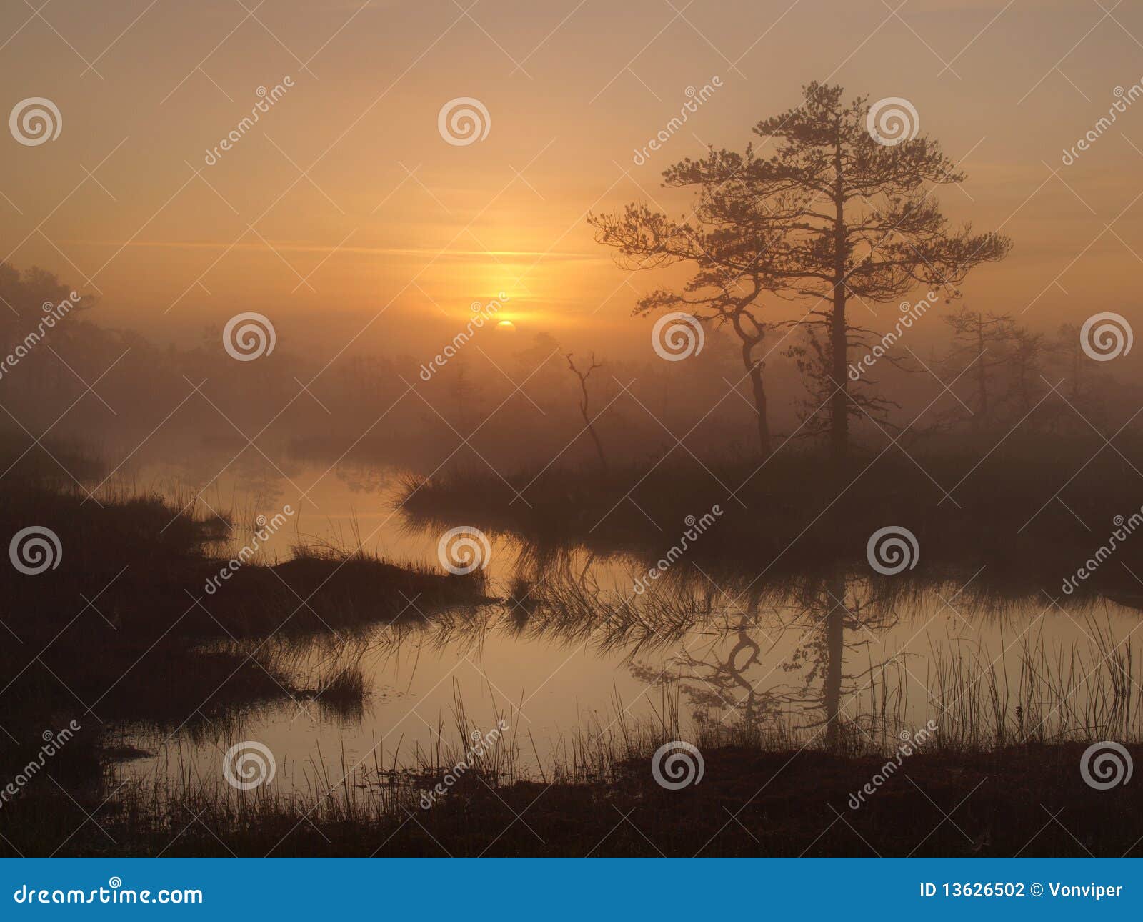 Marsh Landscape With Dead Trees And Reed In The Flemish Countryside ...