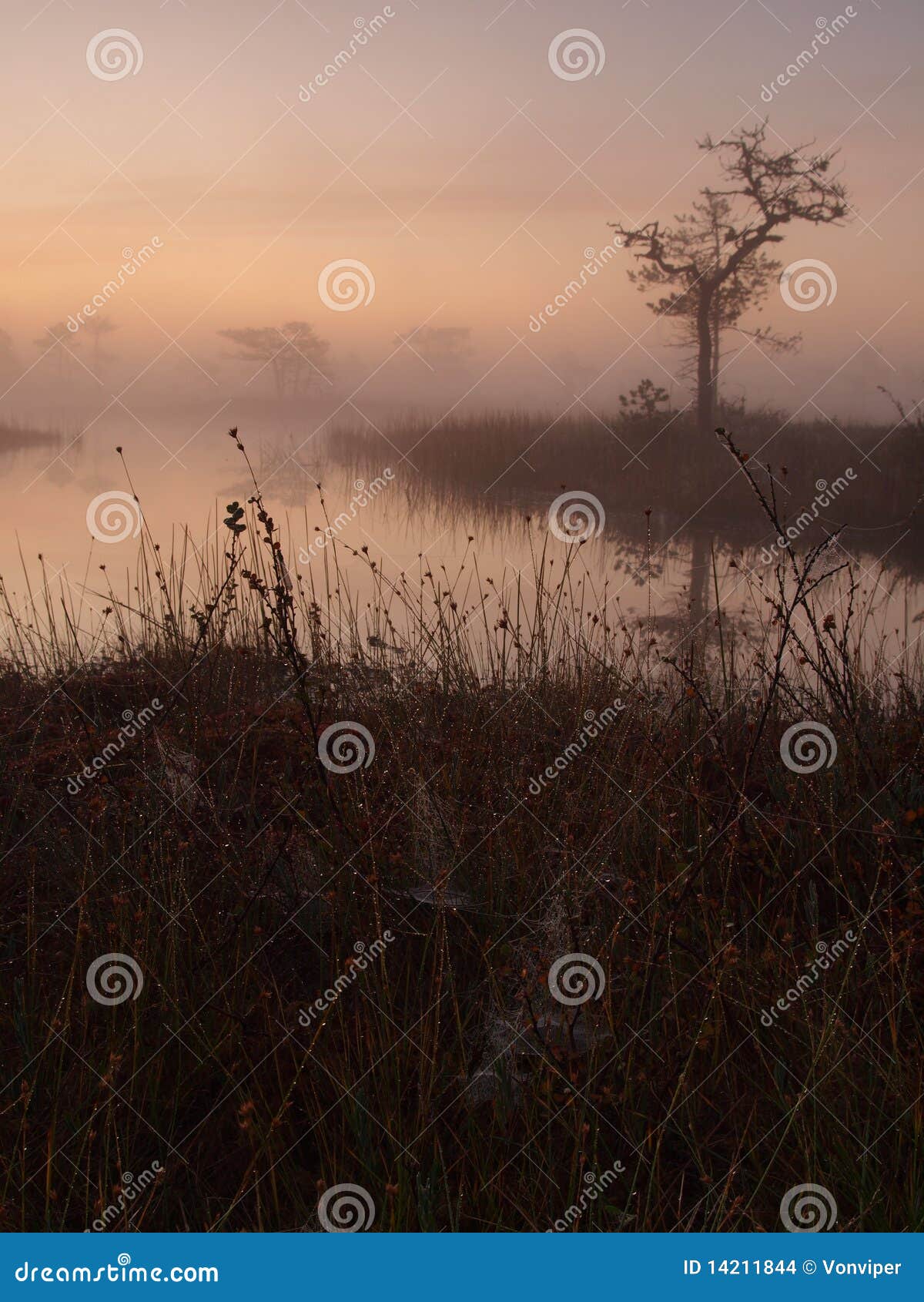Classical Marsh Landscape, Early Morning Stock Photo - Image of estonia ...