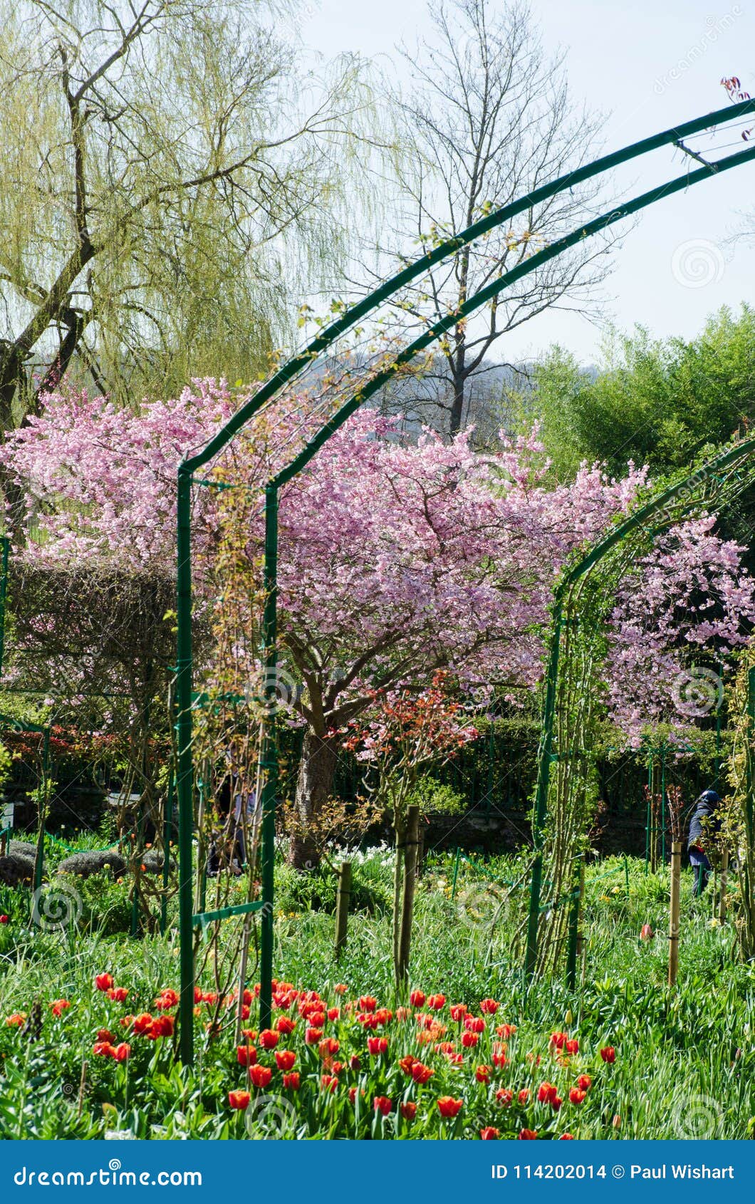 Classical Style Garden with Cherry Blossom Stock Photo - Image of ...