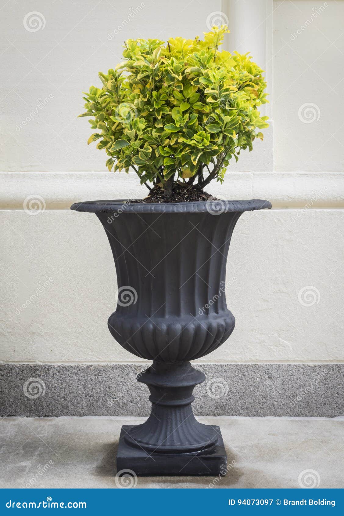 Classical Urn with Round Topiary Stock Image - Image of topiary, garden ...