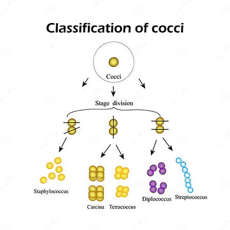 Classification of Cocci Bacteria. Infographics Stock Vector ...