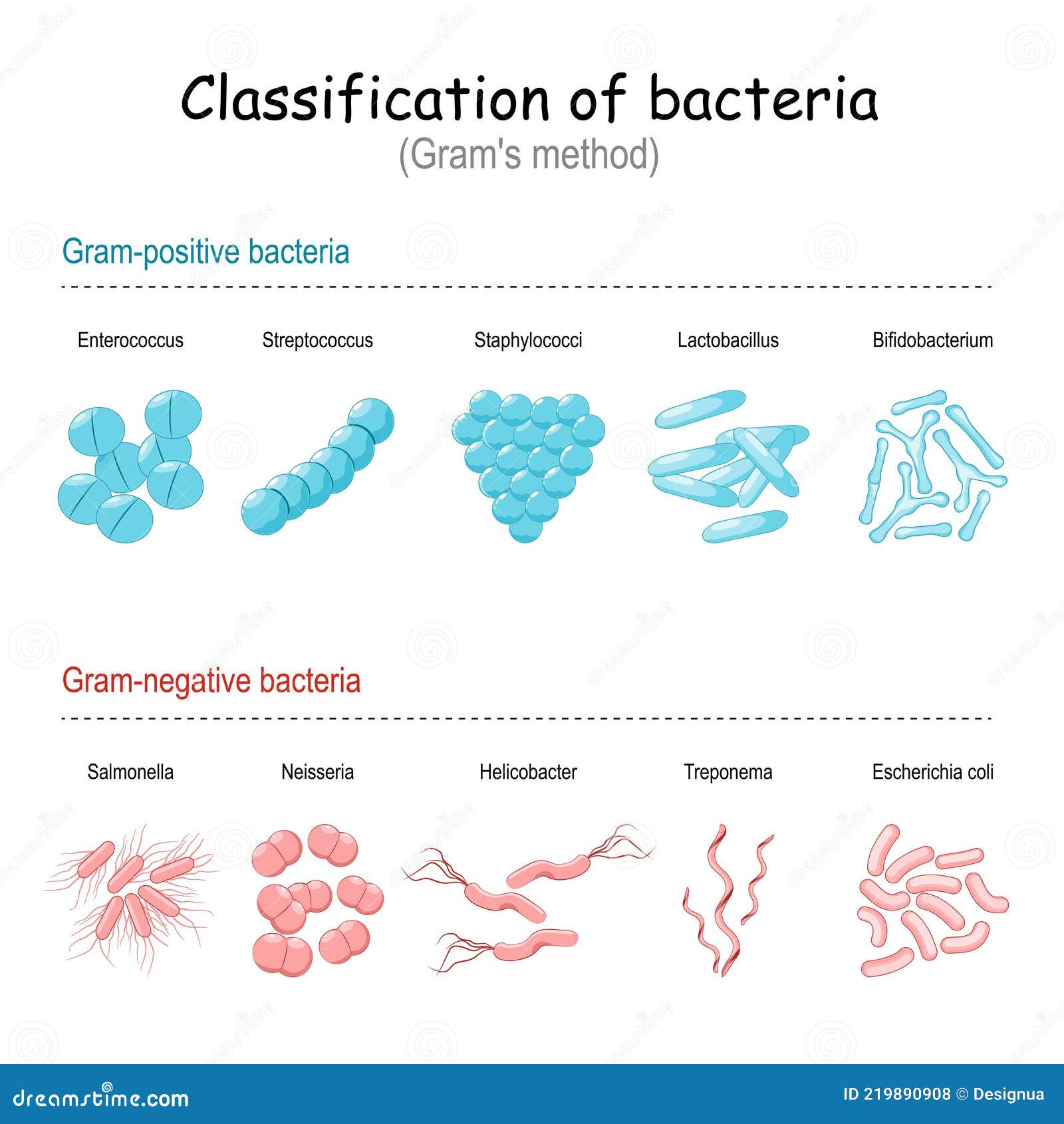 Classification Des Bactéries Illustration de Vecteur - Illustration du médecine, microbiologie ...