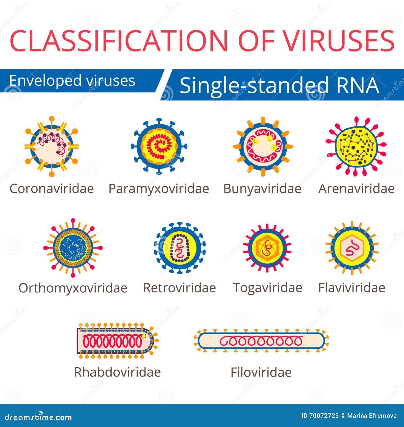 Classification Des Virus Virus Enveloppés Illustration de Vecteur ...