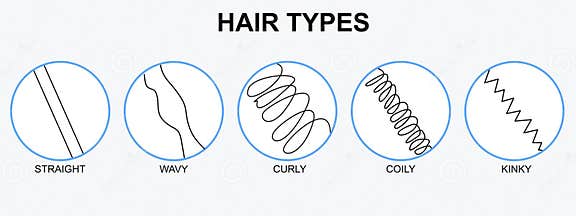 Classification of Different Hair Types Stock Illustration ...