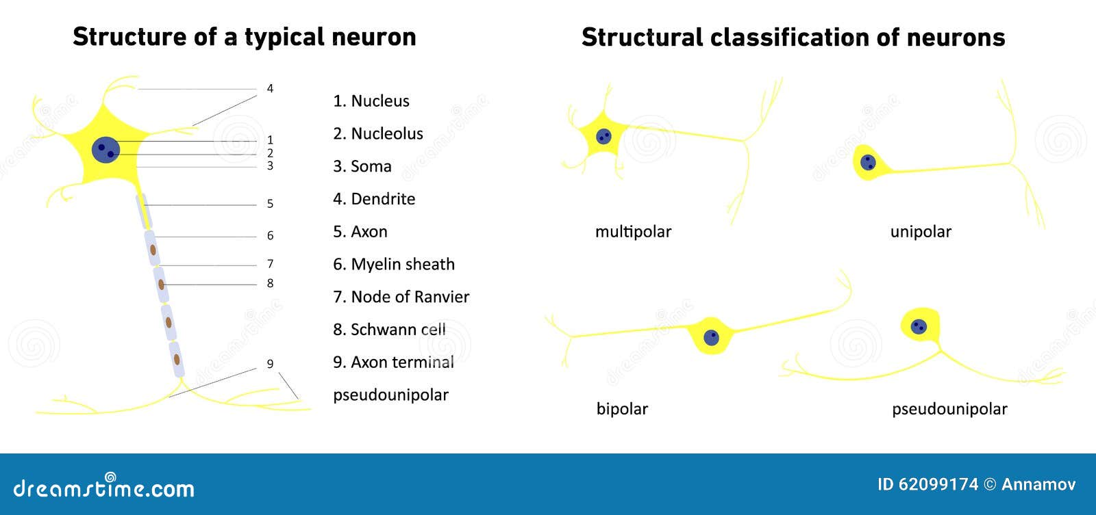 Classification Structurelle Des Neurones Et De La Structure D'un ...