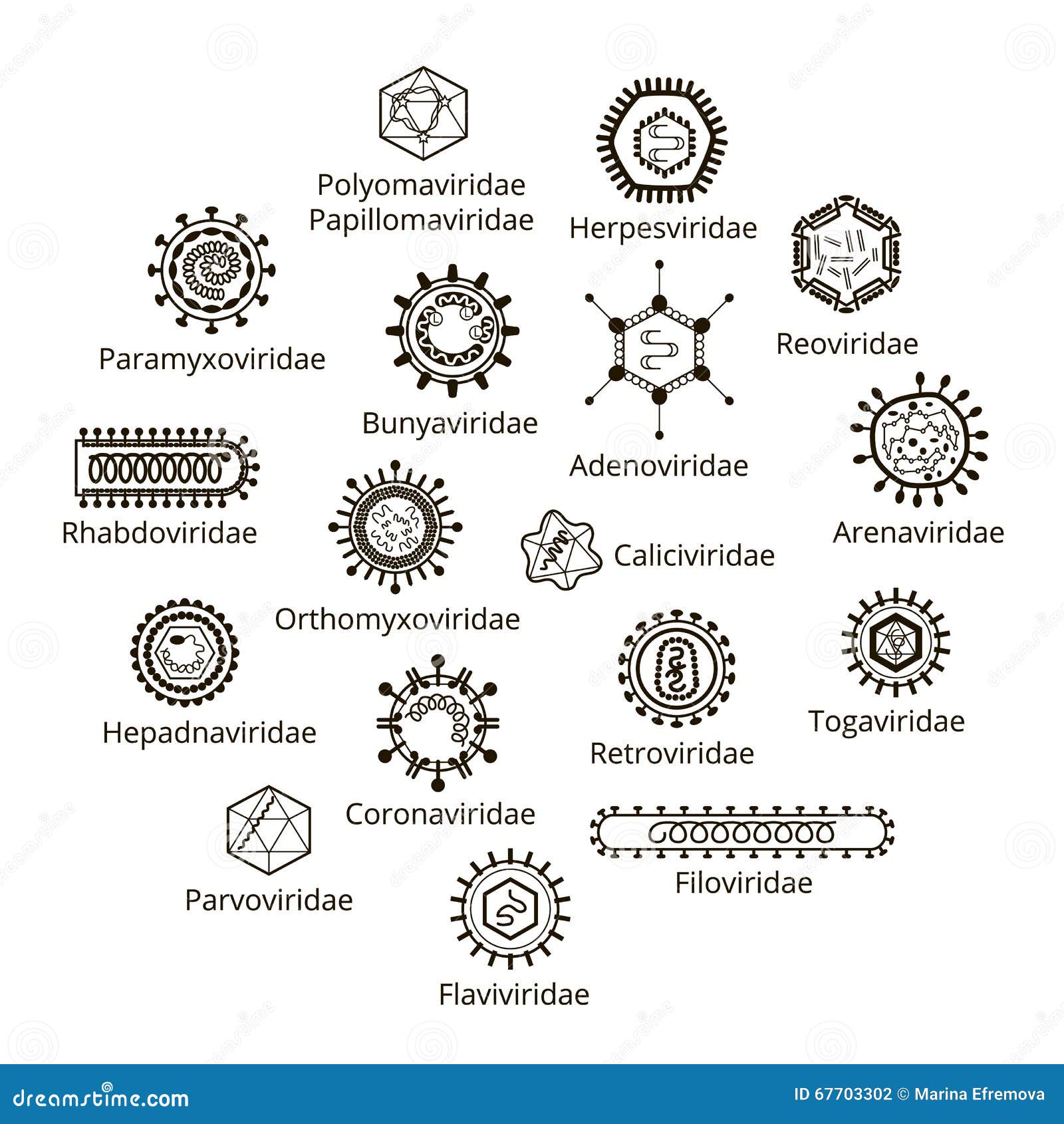 Types Of Virus Biology