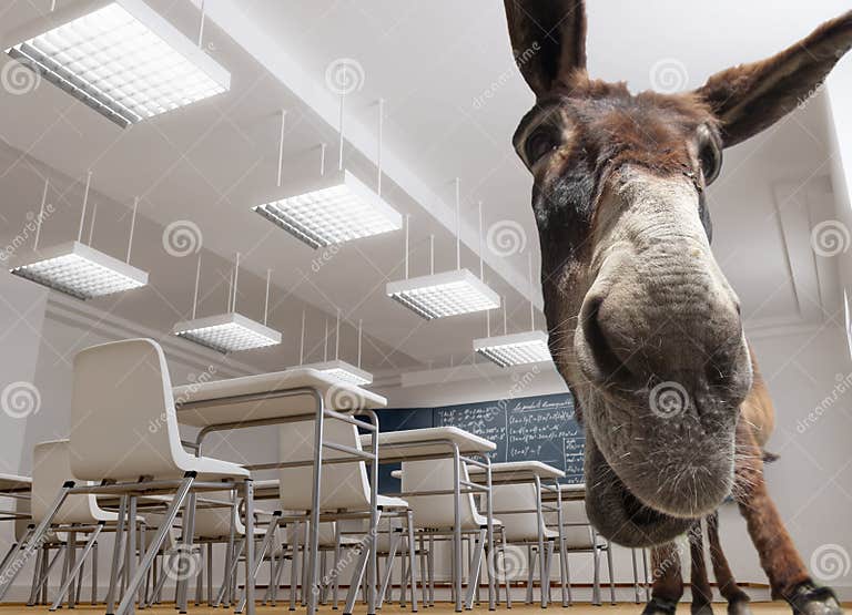 Classroom donkey stock photo. Image of donkey, math, ignorant - 19451624