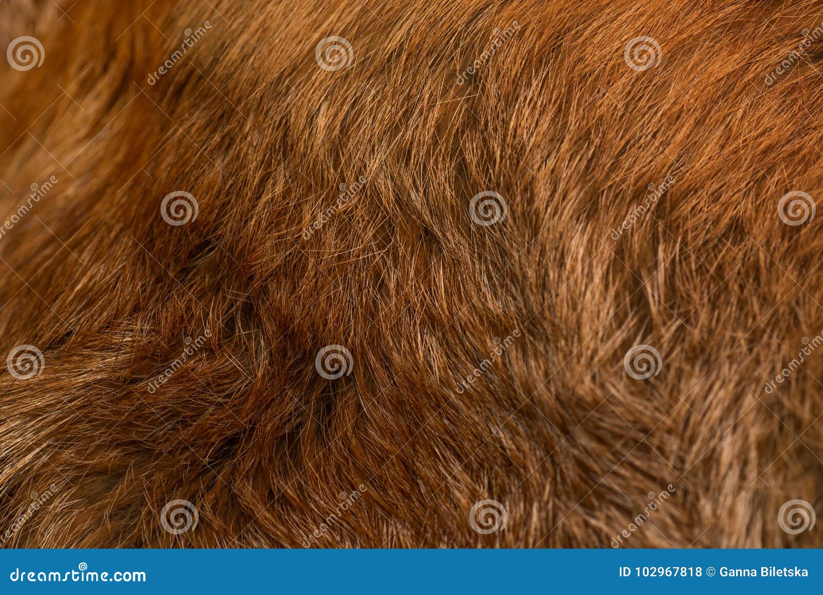 Classy and Luxurious Red Fox Fur, Stock Photo - Image of long, elegant ...