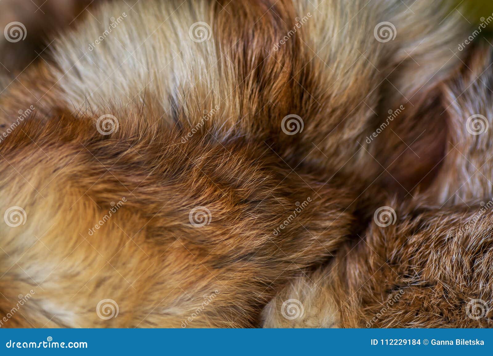 Classy and Luxurious Red Fox Fur. Stock Photo - Image of animal ...