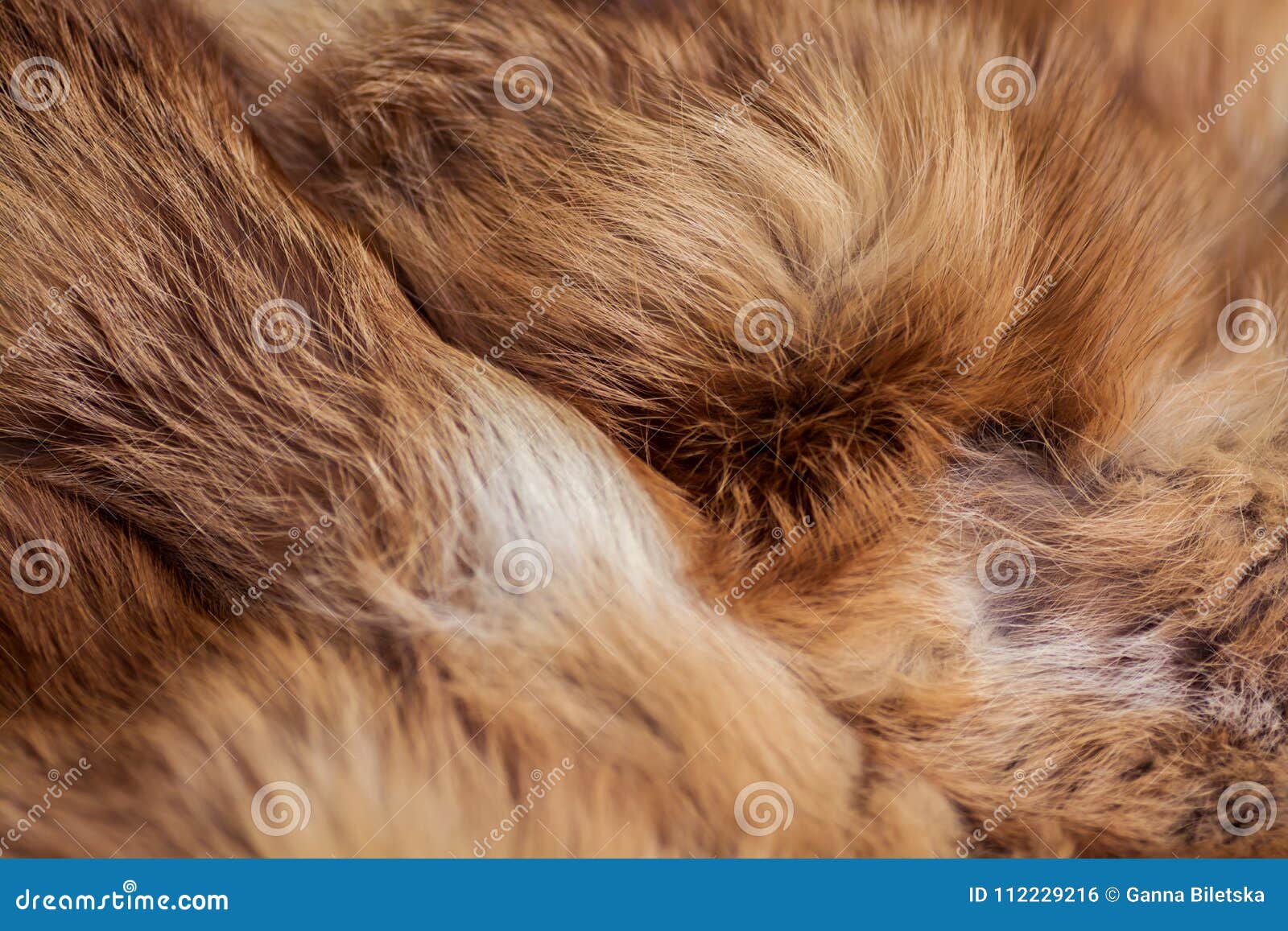 Classy and Luxurious Red Fox Fur. Stock Photo - Image of elegant ...