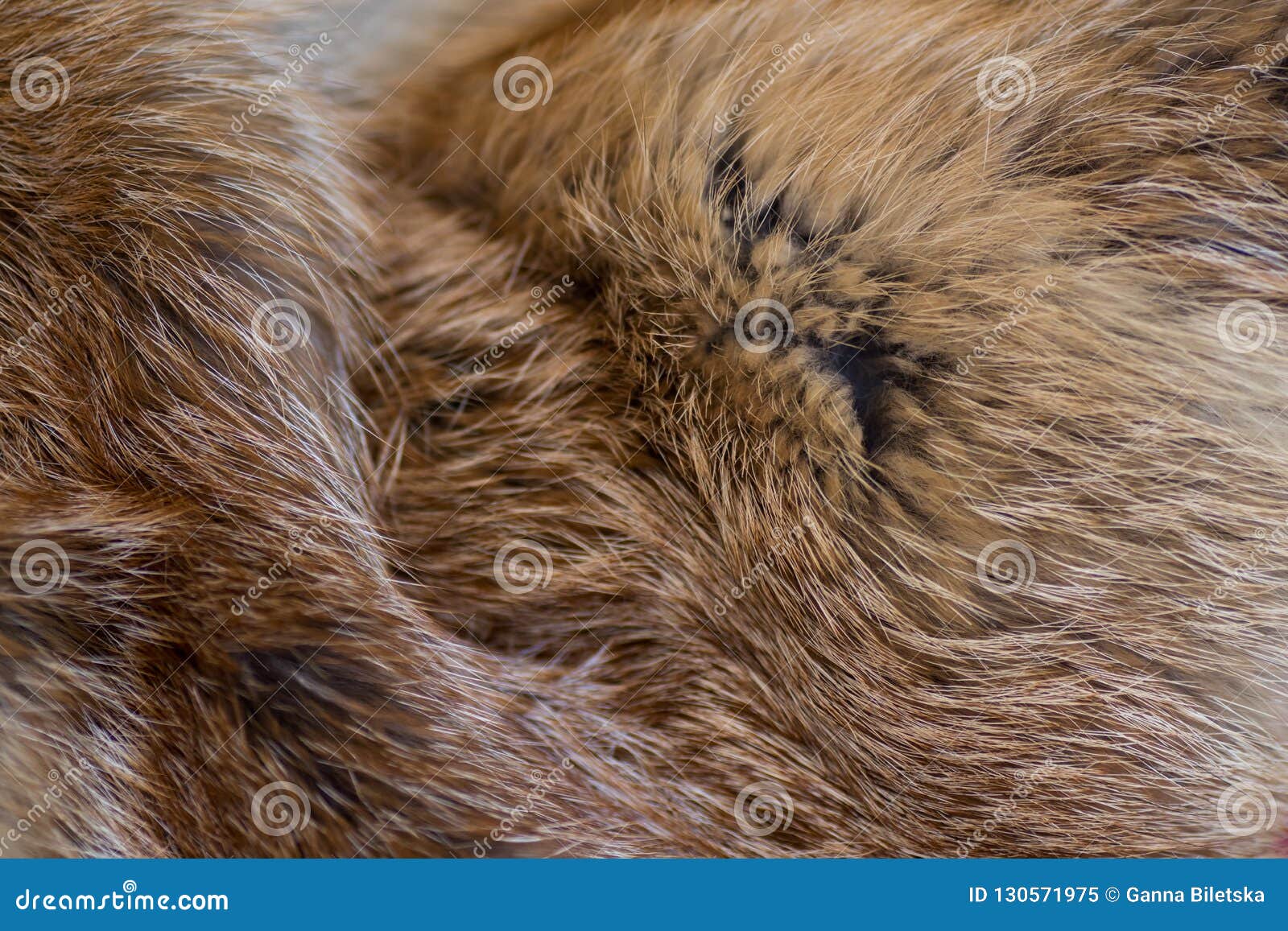 Classy and Luxurious Red Fox Fur. Stock Image - Image of cover, thick ...