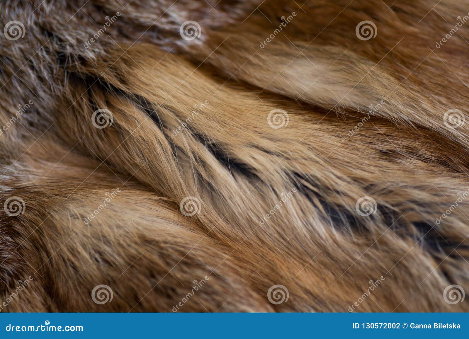 Classy and Luxurious Red Fox Fur. Stock Photo - Image of luxurious ...