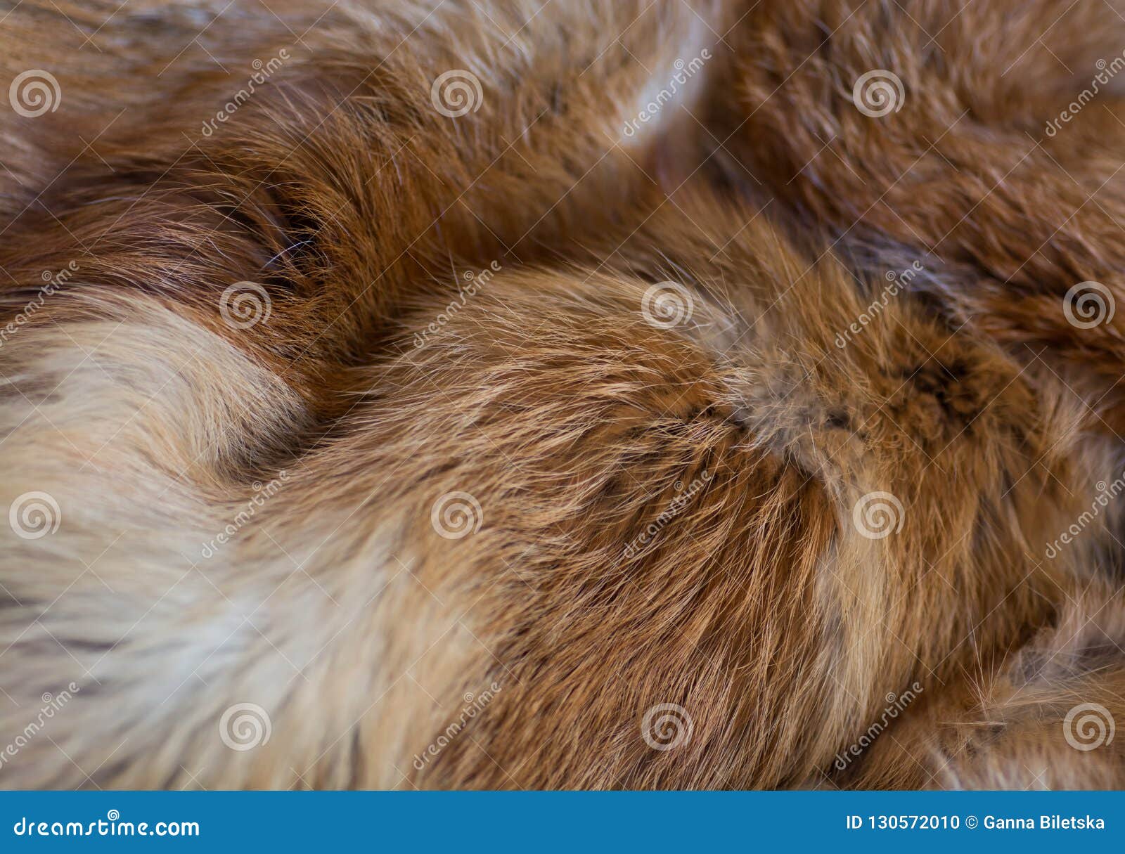 Classy and Luxurious Red Fox Fur. Stock Photo - Image of back, skin ...