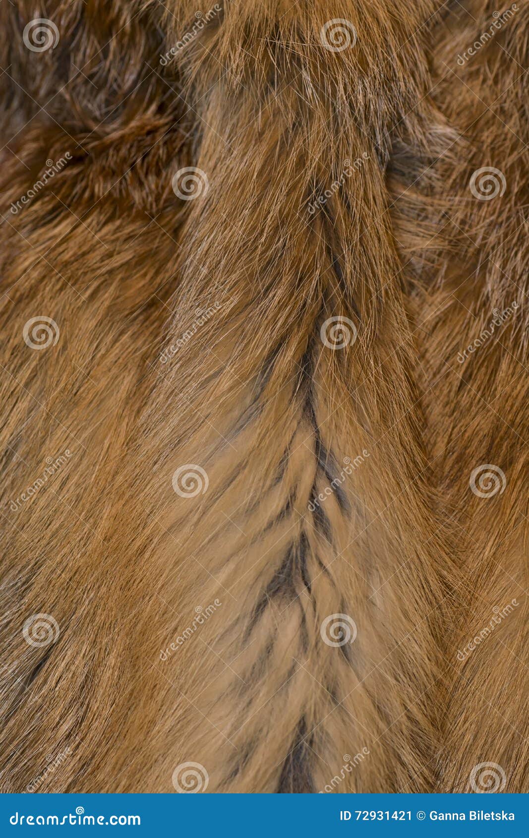 Classy and Luxurious Red Fox Fur. Stock Image - Image of pile, style ...