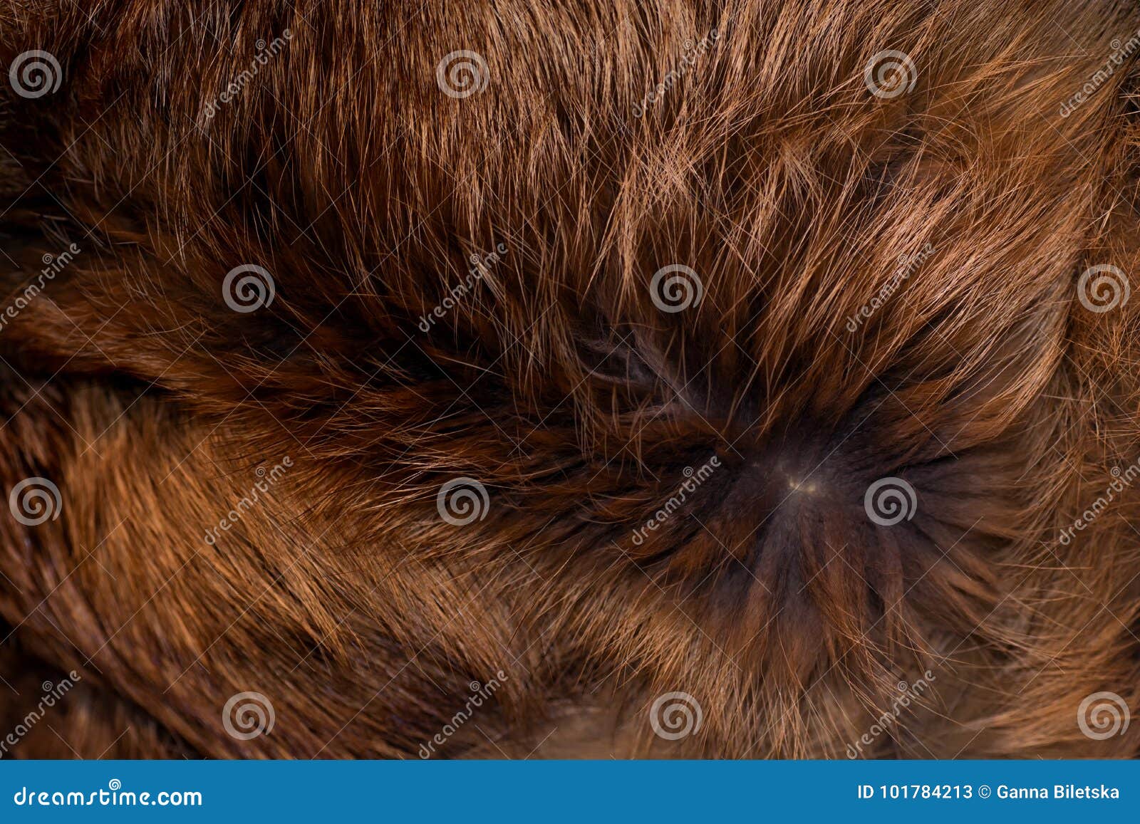 Classy and Luxurious Red Fox Fur, Stock Image - Image of mammal, wild ...