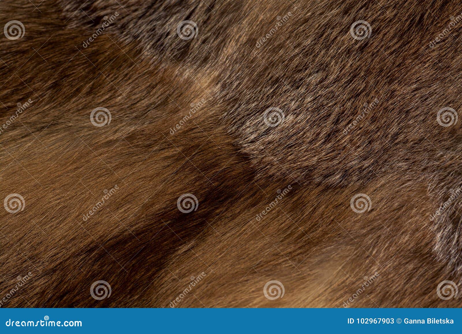 Classy and Luxurious Red Fox Fur, Stock Image - Image of undercoat ...