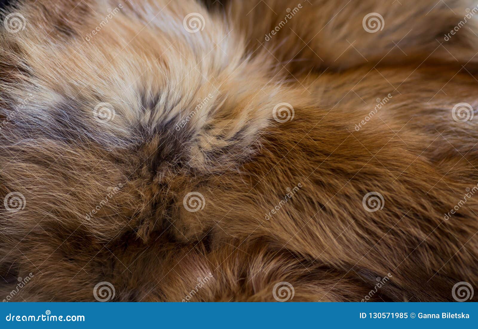 Classy and Luxurious Red Fox Fur. Stock Image - Image of animal, warm ...