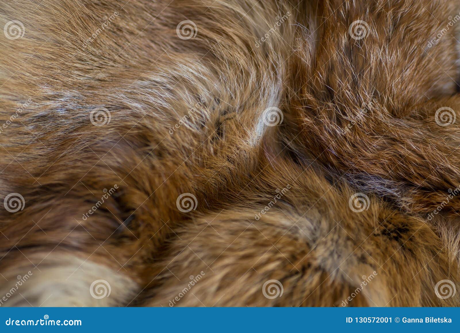 Classy and Luxurious Red Fox Fur. Stock Image - Image of warmth, classy ...