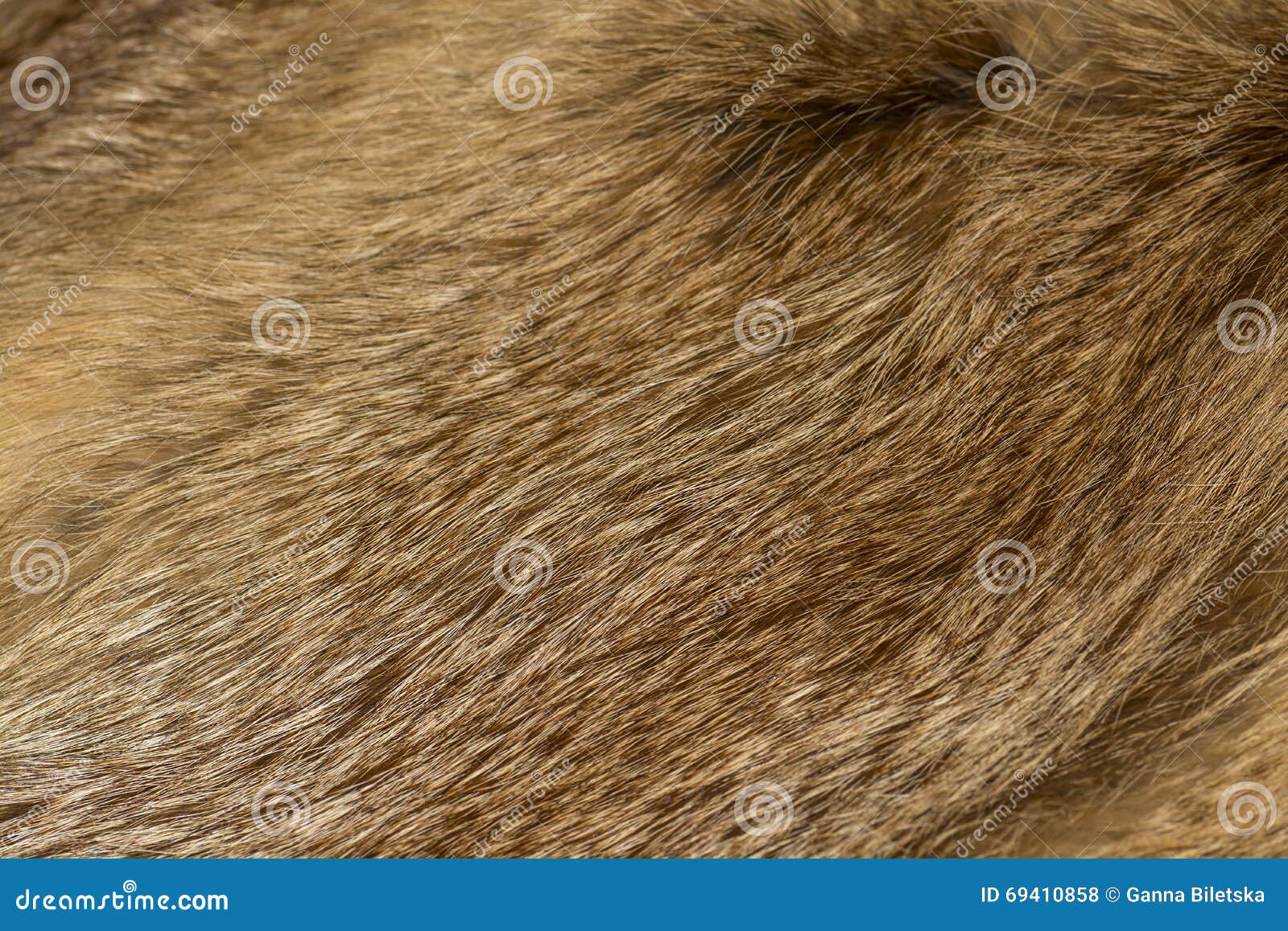 Classy Red Fox Fur, Colorful. Stock Photo - Image of farm, expensive ...