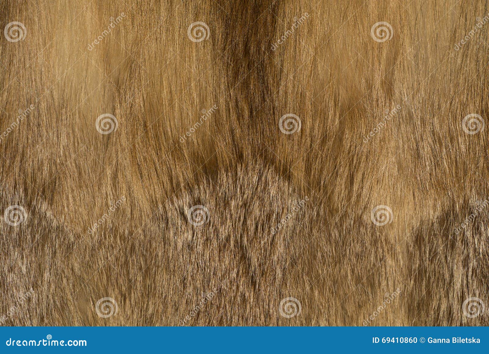 Classy Red Fox Fur, Colorful. Stock Photo - Image of beautiful, cover ...