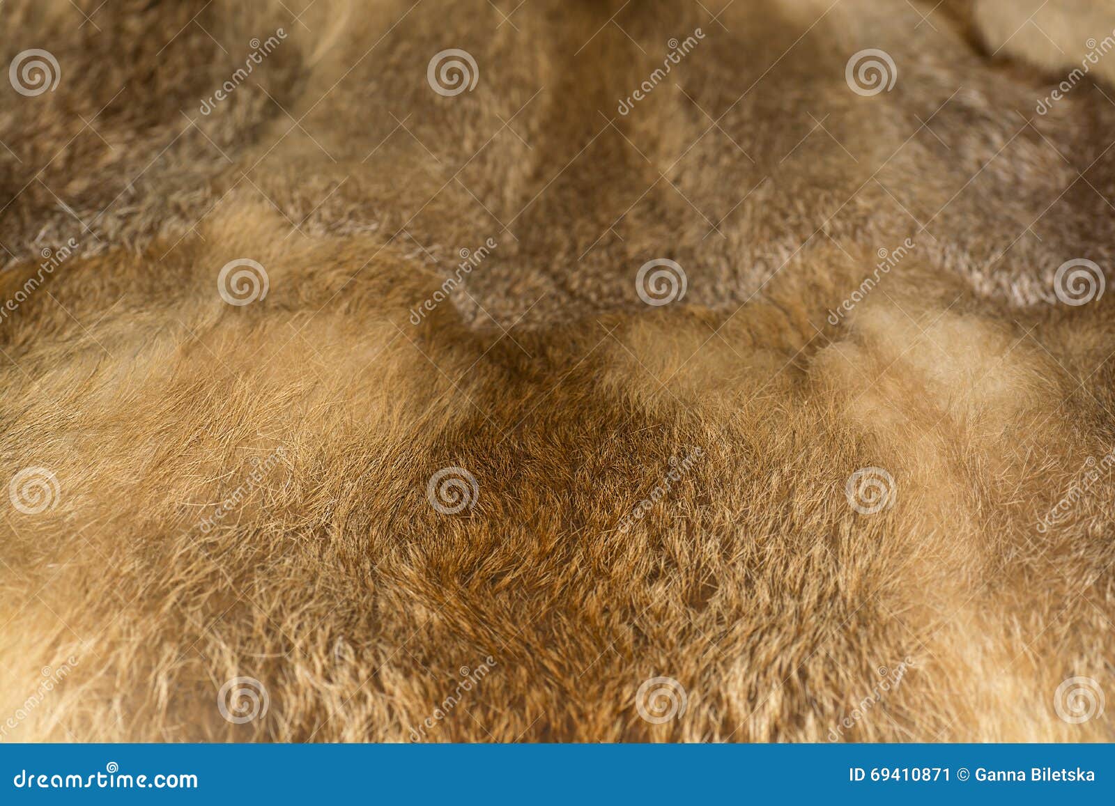 Classy Red Fox Fur, Colorful. Stock Image - Image of back, warm: 69410871