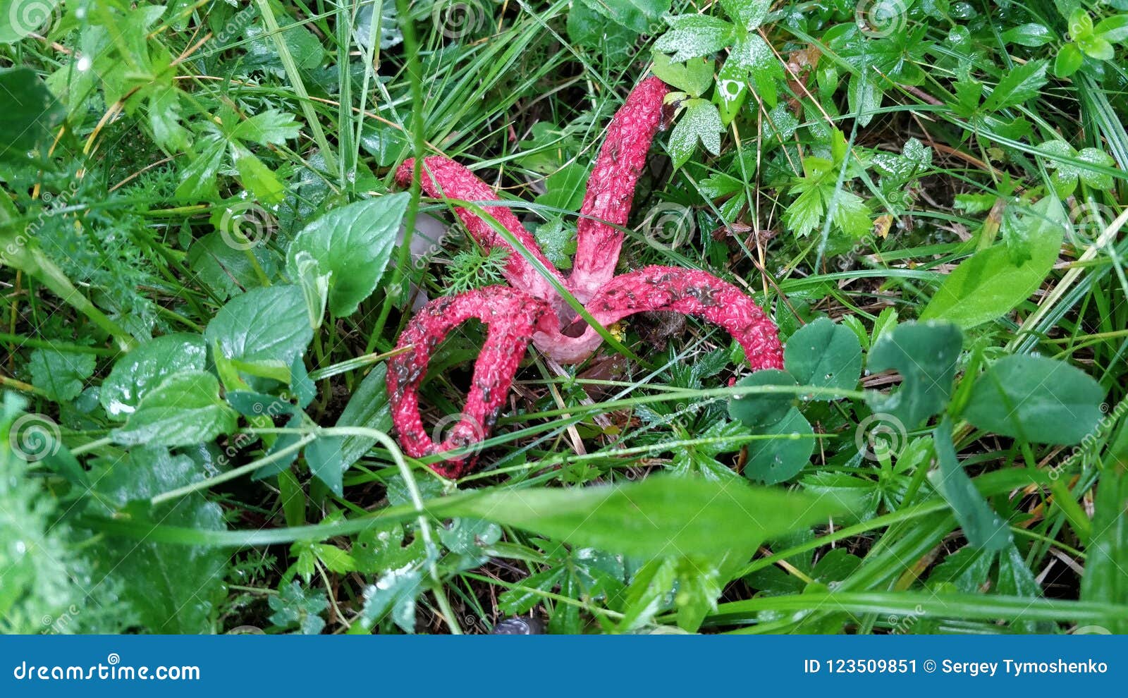 Clathrus archeri stock image. Image of nature, rare - 123509851