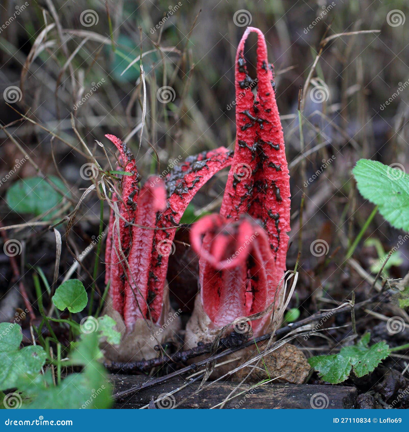 Clathrus archeri stock photo. Image of edible, mushroom - 27110834
