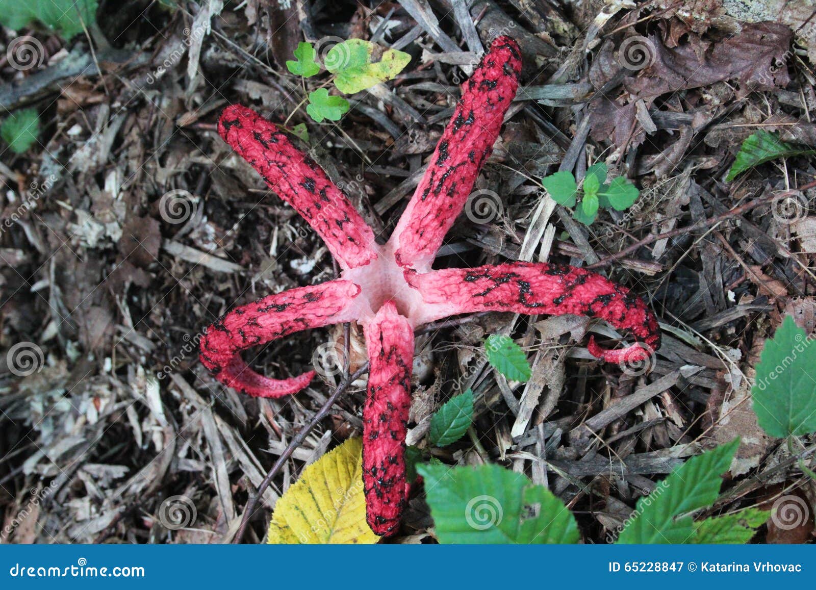 Clathrus archeri stock image. Image of clathrus, fungy - 65228847