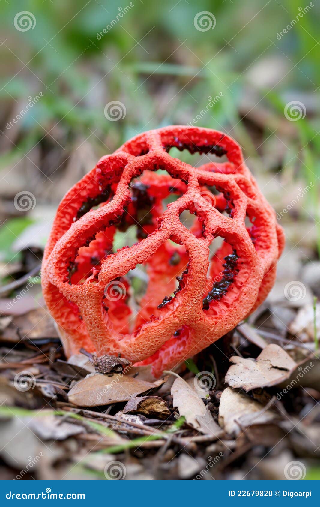 Clathrus ruber stock photo. Image of ruber, forest, woods - 22679820