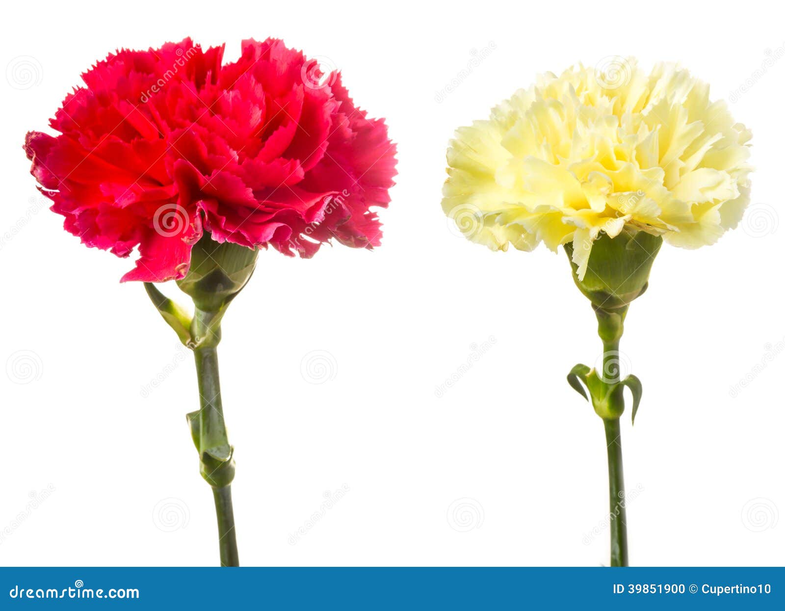 Clavel foto de archivo. Imagen de color, flor, flora - 39851900