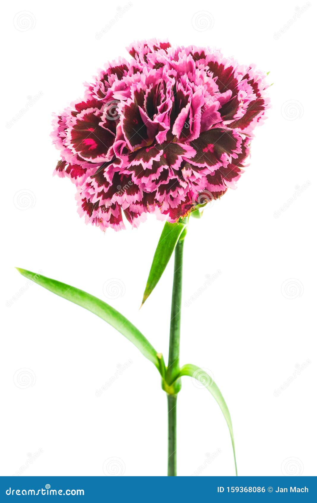 Clavel De Color Burdeos Sobre Fondo Blanco Foto de archivo - Imagen de ...