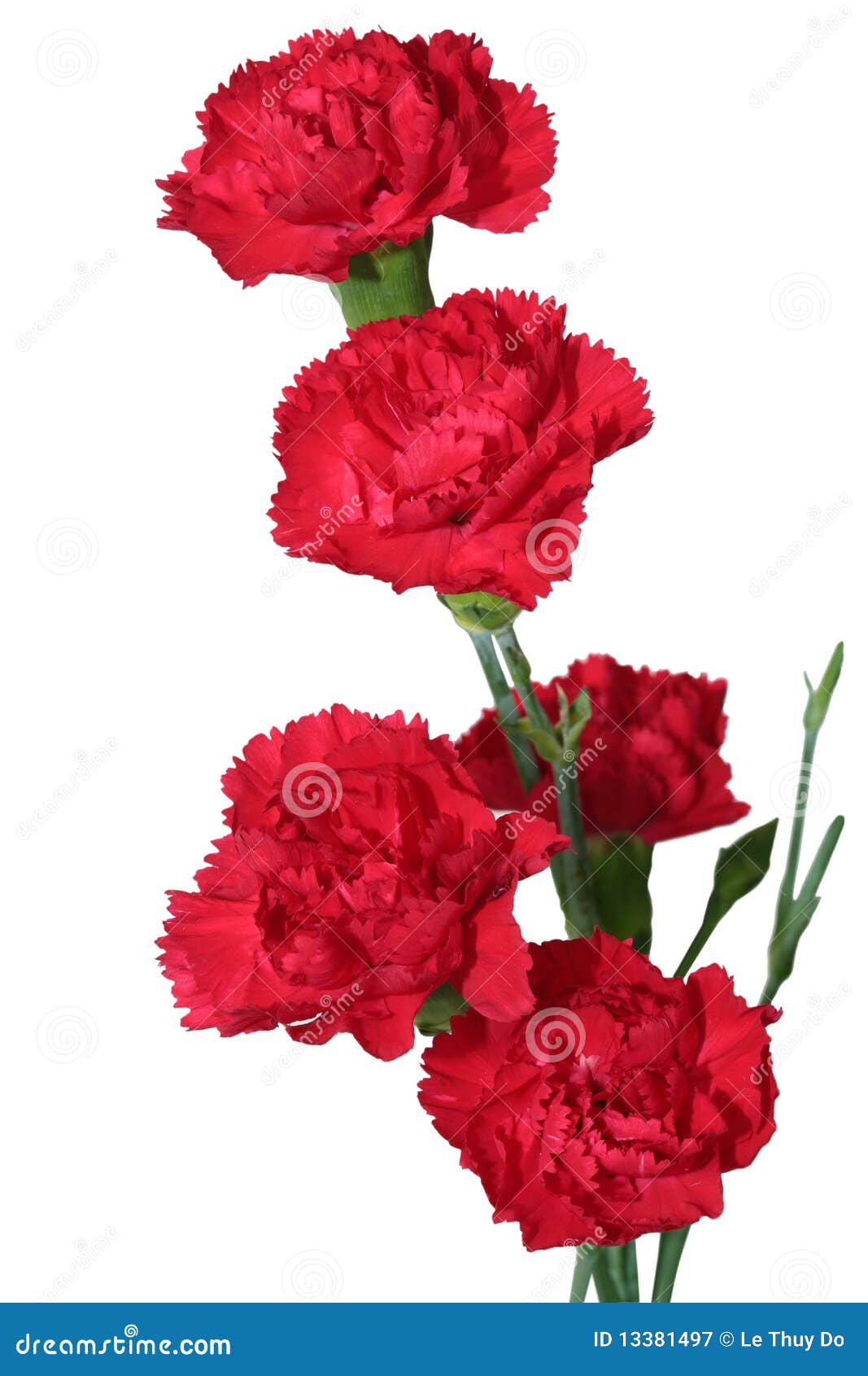 Clavel rojo imagen de archivo. Imagen de color, planta - 13381497