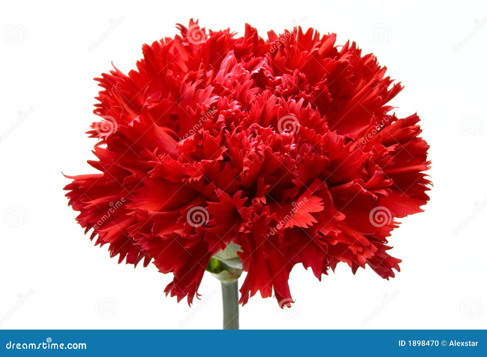 Clavel rojo foto de archivo. Imagen de flor, vivo, pétalo - 1898470