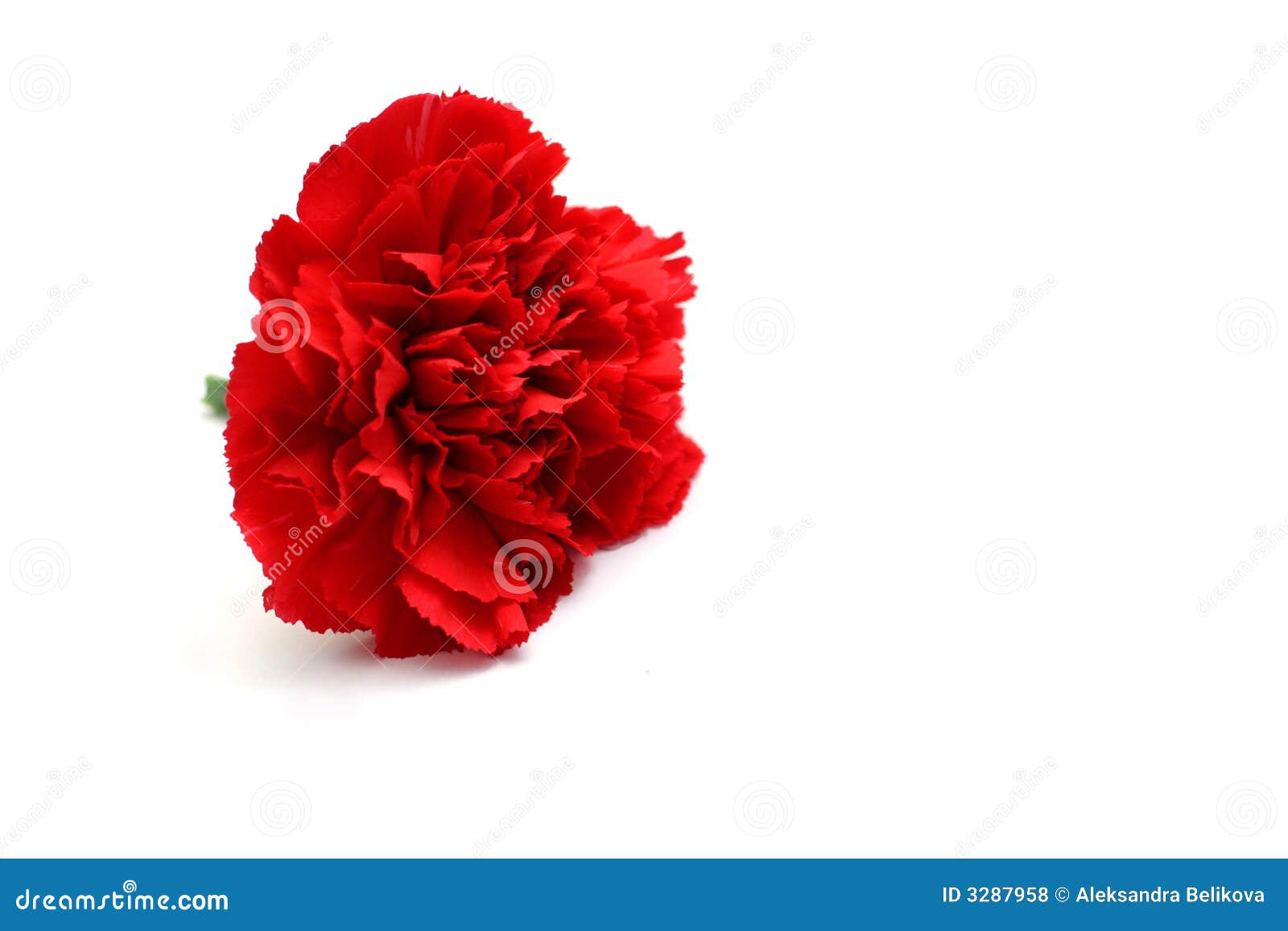 Clavel rojo foto de archivo. Imagen de macro, flor, agradable - 3287958